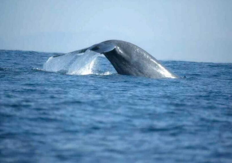 Whale Watching Boat Tour from Galle - Authentic Experiences and Positive Feedback