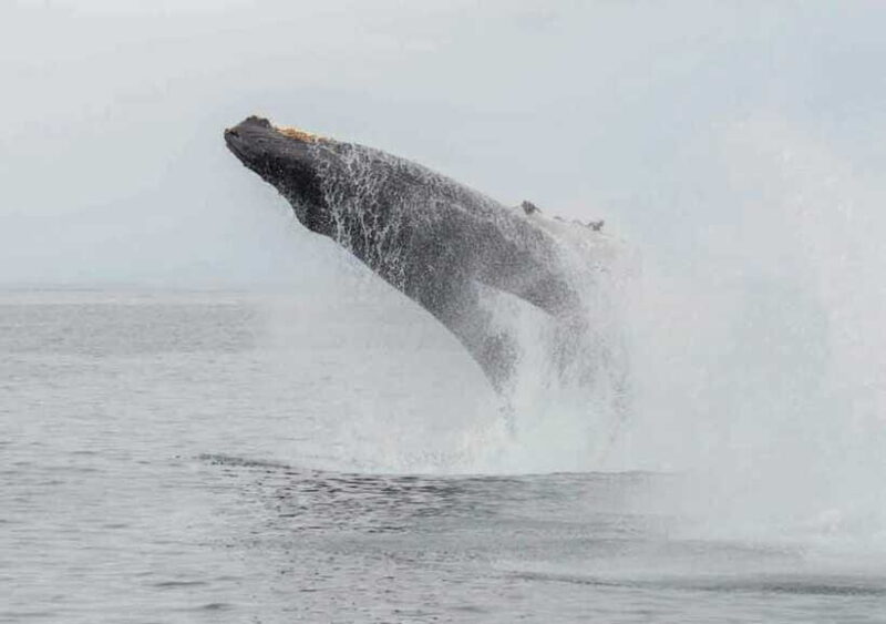 Whale Watching Boat Tour from Hikkaduwa - FAQ: Your Questions Answered
