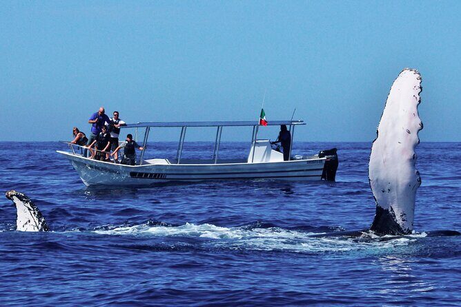Whale Watching Boat Tour from Talpe - The Experience in Detail
