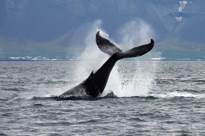 Whale-Watching Boat Tour With Expert Guide From Reykjavik - Whale Sighting Success Rate