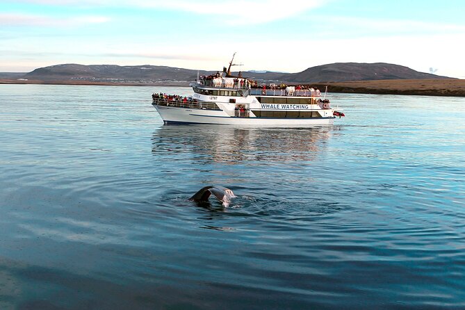 Whale-Watching Boat Tour With Expert Guide From Reykjavik - Naturalist Guide Expertise