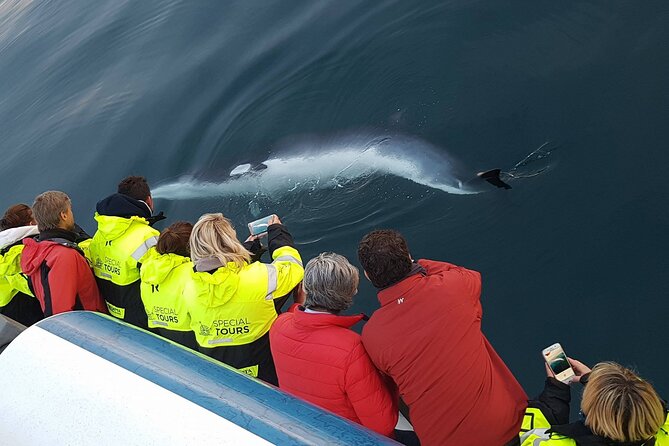 Whale-Watching Boat Tour With Expert Guide From Reykjavik - Tour Duration Options