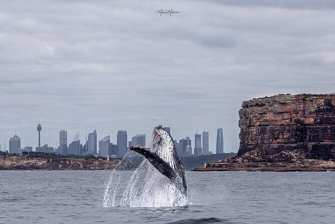 Whale Watching Boat Trip in Sydney - Key Points
