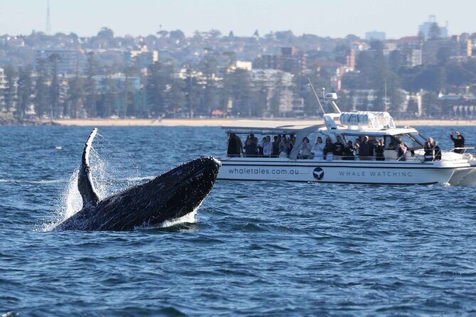 Whale Watching Boat Trip in Sydney - An In-Depth Look at the Whale Watching Experience