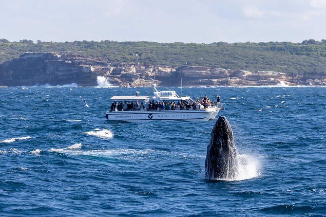 Whale Watching Boat Trip in Sydney - The Sum Up