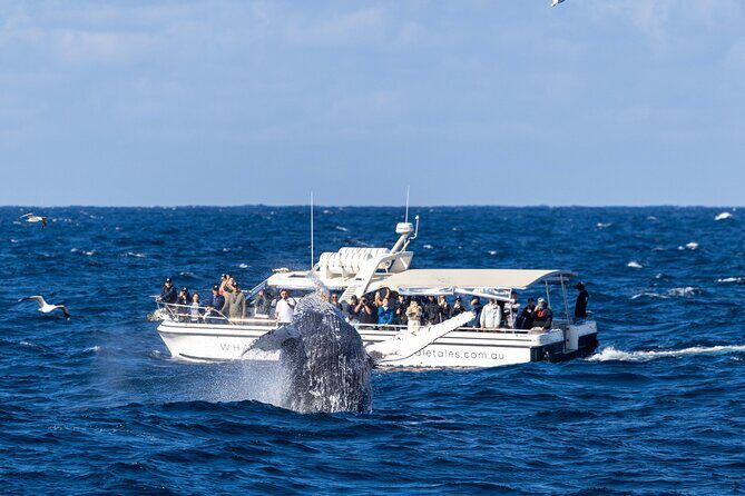 Whale Watching Boat Trip in Sydney - FAQ