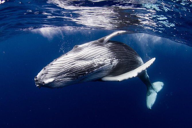 Whale Watching Bora Bora - Key Points
