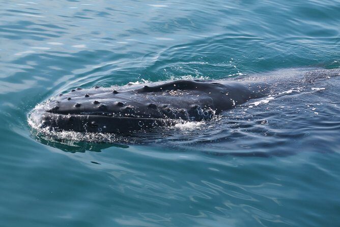 Whale Watching Busselton - Final Thoughts