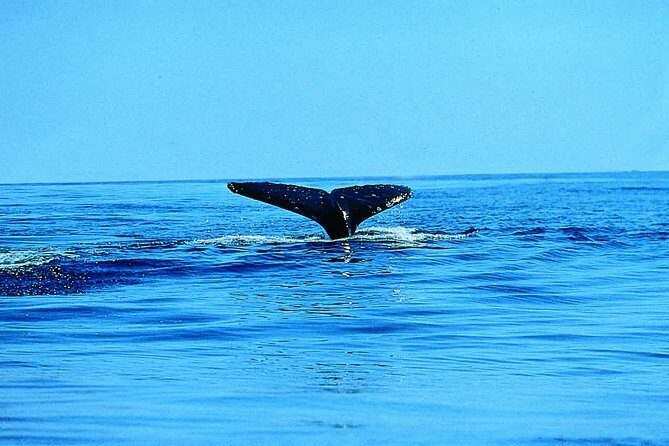 Whale Watching by Sea Kayak in Batemans Bay - An In-Depth Look at the Batemans Bay Kayak Whale Watching Tour
