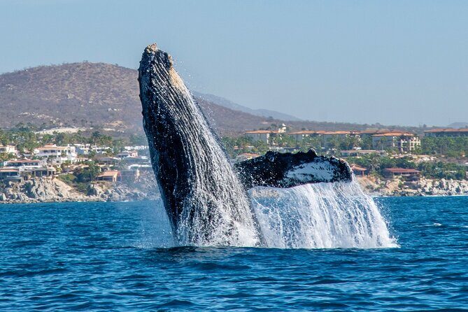 Whale Watching by Zodiac in Cabo San Lucas with Photos Included - A Closer Look at the Experience