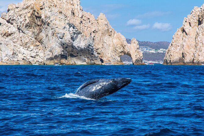 Whale Watching by Zodiac in Cabo San Lucas with Photos Included - Practical Tips for Travelers