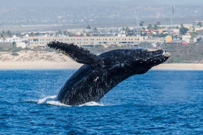 Whale Watching by Zodiac in Cabo San Lucas with Photos Included - Why This Tour Will Suit Certain Travelers Best