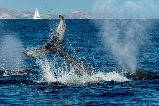 Whale Watching by Zodiac in Cabo San Lucas with Photos Included - The Sum Up