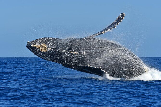 Whale Watching by Zodiac in Cabo San Lucas with Photos Included - FAQ