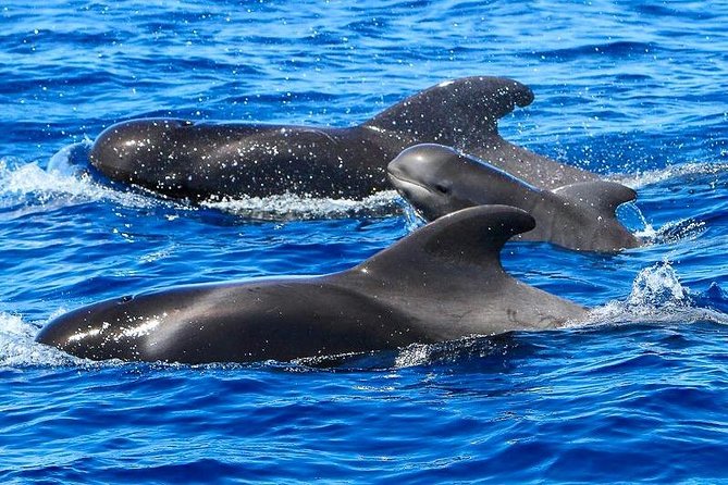 Whale Watching Catamaran in Costa Adeje (Including Drinks & Sandwich) - Inclusions and Amenities