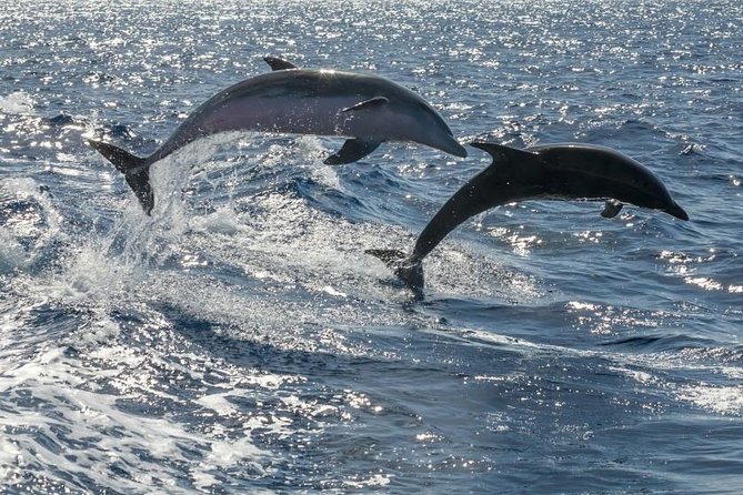 Whale Watching Catamaran to Los Gigantes & Masca (Including Drinks & Warm Lunch) - Onboard Amenities