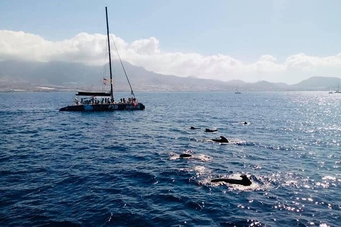 Whale Watching Catamaran to Los Gigantes & Masca (Including Drinks & Warm Lunch) - Suggested Improvements