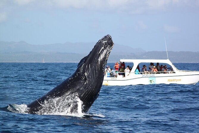 Whale watching + cay raised from Punta Cana - FAQ