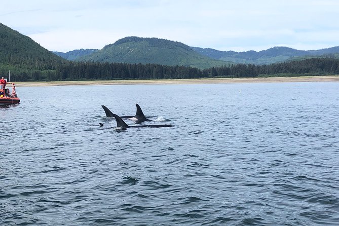 Whale Watching Charters and Bear search through Icy Strat Alaska - The Sum Up: Is It Worth It?