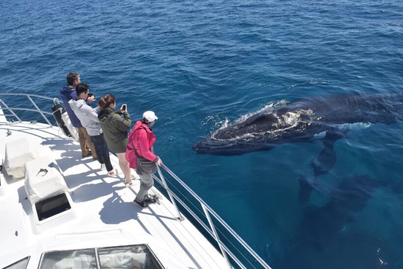 Whale Watching Cruise from Busselton, Augusta or Dunsborough - A Closer Look at the Experience