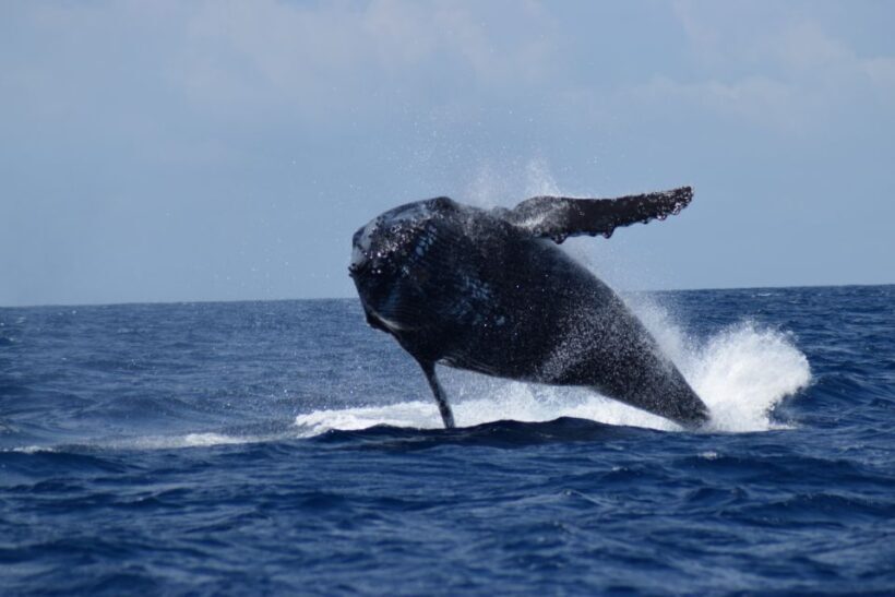 Whale Watching Cruise from Busselton, Augusta or Dunsborough - Who Will Love This Tour?