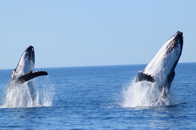 Whale Watching Cruise from Busselton, Augusta or Dunsborough - The Sum Up