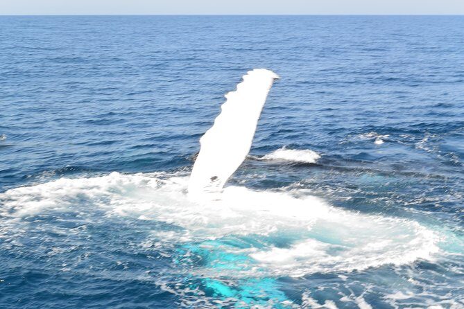 Whale Watching Cruise from Mooloolaba - Final Thoughts