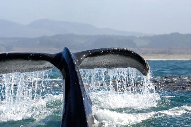 Whale Watching Cruise from Newport Beach - Whale Watching Cruise from Newport Beach: An Authentic Marine Adventure