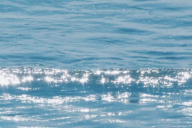 Whale Watching Cruise from Newport Beach - Who Will Enjoy This Tour?