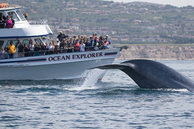 Whale-Watching Cruise From Newport Beach - Crew Expertise and Knowledge