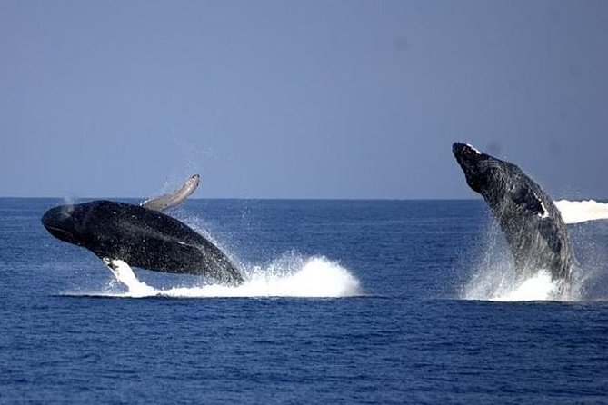 Whale-Watching Cruise From Newport Beach - Booking Information and Meeting Point