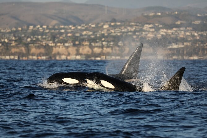 Whale-Watching Cruise From Newport Beach - Parking Tips and Logistics