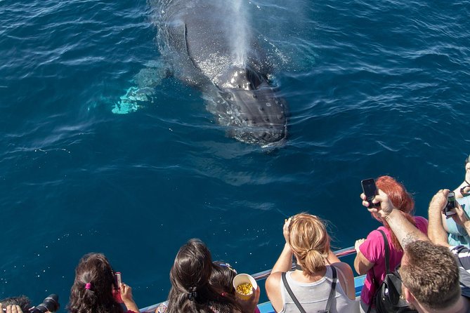 Whale-Watching Cruise From Newport Beach - Frequently Asked Questions