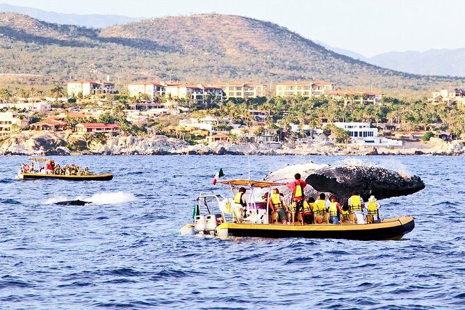 Whale Watching Cruise in Cabos San Lucas and Ground Transportation - Who Will Love This Tour?