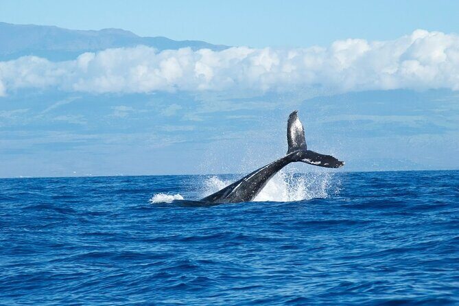 Whale Watching Cruise in Honolulu - An Honest Look at the Whale Watching Experience