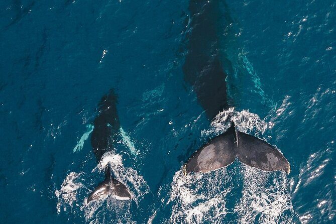 Whale Watching Cruise in Honolulu - The Itinerary Breakdown