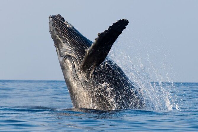 Whale Watching Cruise in Honolulu - Authentic Moments and Tips for Travelers