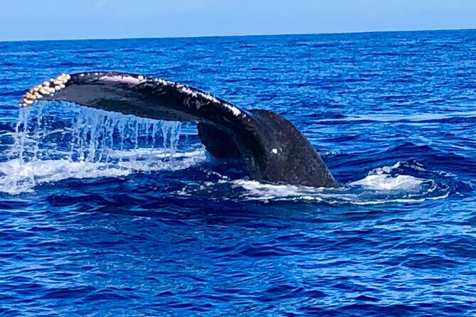 Whale Watching Cruise in Honolulu - Who Will Enjoy This Tour?