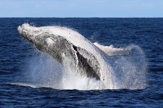 Whale Watching Cruise in New South Wales - Discovering the Whale Watching Cruise in New South Wales