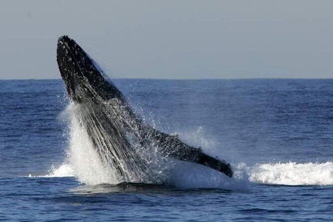 Whale Watching Cruise in New South Wales - An In-Depth Look at the Whale Watching Experience