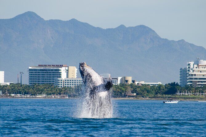 Whale Watching Cruise In Puerto Vallarta & Nuevo Vallarta - The Itinerary and What to Expect