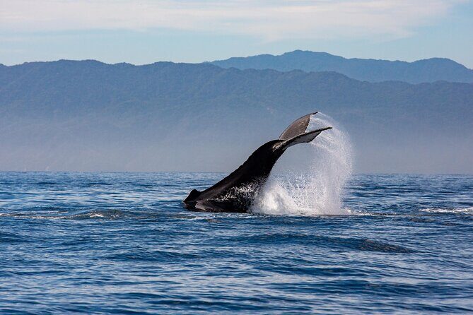 Whale Watching Cruise In Puerto Vallarta & Nuevo Vallarta - Who Will Love This Tour?