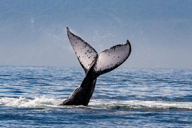 Whale Watching Cruise In Puerto Vallarta & Nuevo Vallarta - Final Thoughts