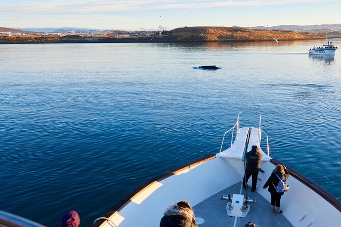 Whale Watching Cruise on a Yacht in Reykjavik - Cruise Details