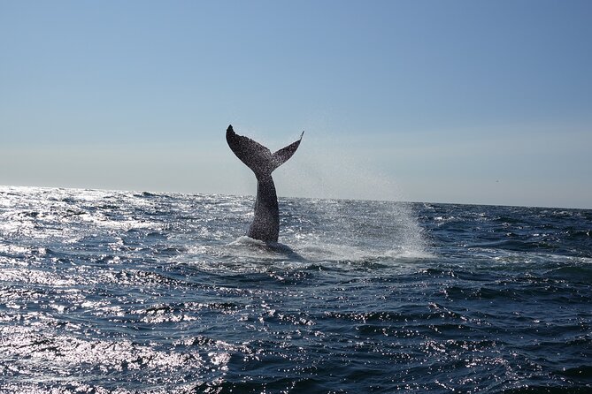 Whale Watching Cruise on a Yacht in Reykjavik - Meeting and Pickup