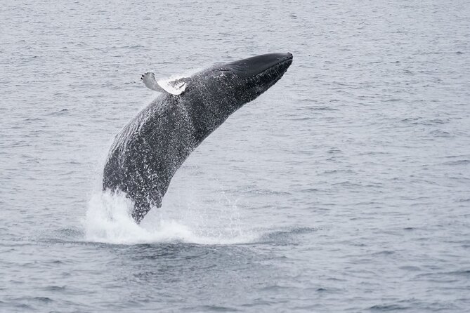 Whale Watching Cruise on a Yacht in Reykjavik - Booking and Cancellation