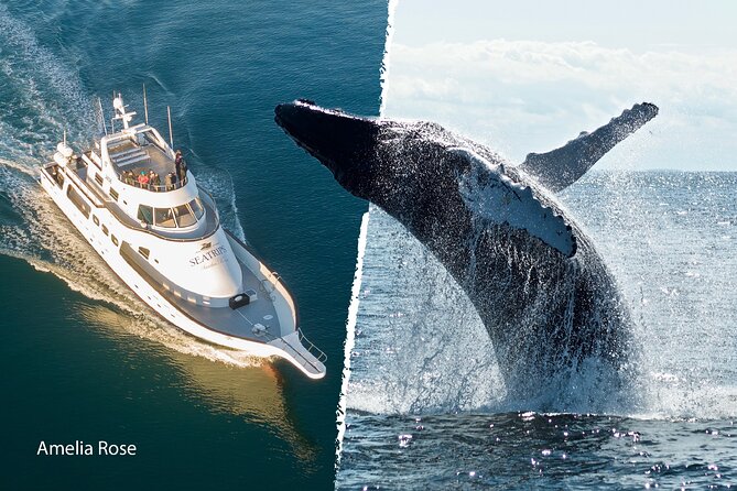 Whale Watching Cruise on a Yacht in Reykjavik - Whale Sightings and Marine Life
