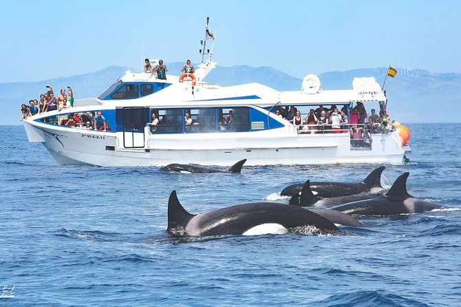 Whale Watching - Scheduling and Meeting Information