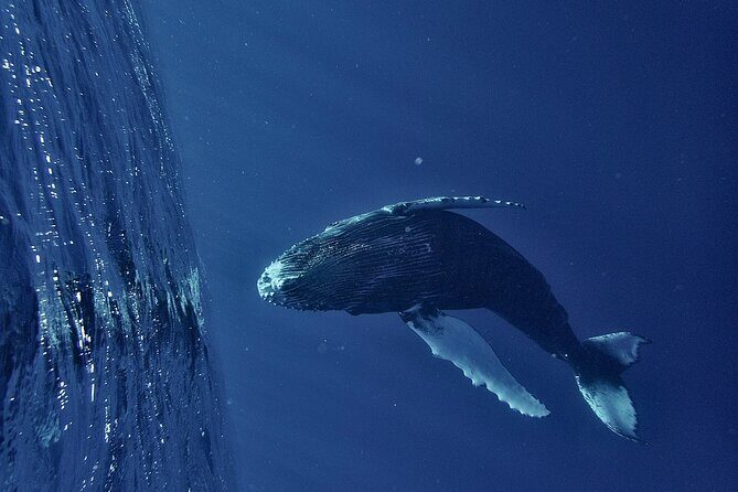 Whale watching DE Humpback West Coast of Tahiti - An In-Depth Review of the Whale Watching Tour in Tahiti