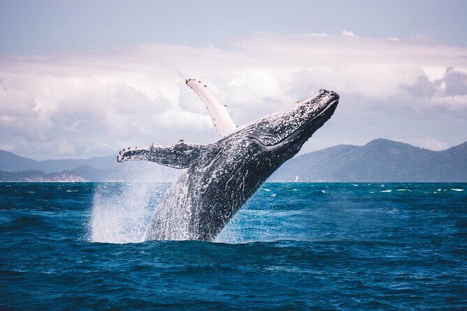 Whale watching DE Tahiti Peninsula - The Cost and Its Value